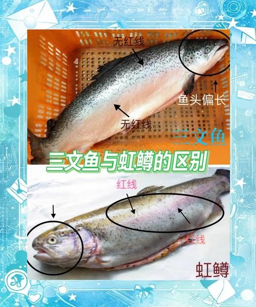 虹鳟鱼和三文鱼的区别_虹鳟鱼图片怎么看真假-第2张图片-山城妙识