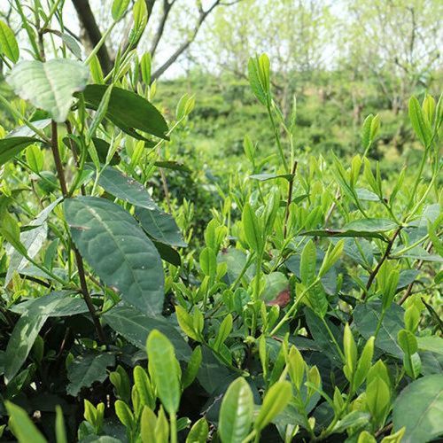 六安瓜片500g多少钱_正宗六安瓜片价格表-第1张图片-山城妙识