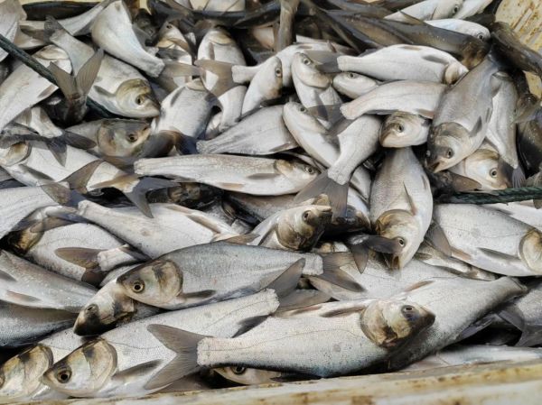 白鲢鱼苗多少钱一斤_白鲢鱼苗怎么挑选-第1张图片-山城妙识 白鲢鱼苗多少钱一斤_白鲢鱼苗怎么挑选-第1张图片-山城妙识