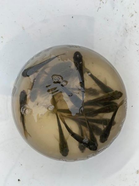 白鲢鱼苗多少钱一斤_白鲢鱼苗怎么挑选-第3张图片-山城妙识 白鲢鱼苗多少钱一斤_白鲢鱼苗怎么挑选-第3张图片-山城妙识