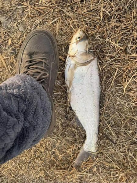 白鲢鱼苗多少钱一斤_白鲢鱼苗怎么挑选-第2张图片-山城妙识 白鲢鱼苗多少钱一斤_白鲢鱼苗怎么挑选-第2张图片-山城妙识