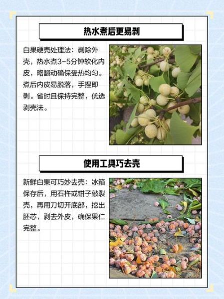 白果怎么去壳_白果去壳最简单的方法-第2张图片-山城妙识 白果怎么去壳_白果去壳最简单的方法-第2张图片-山城妙识