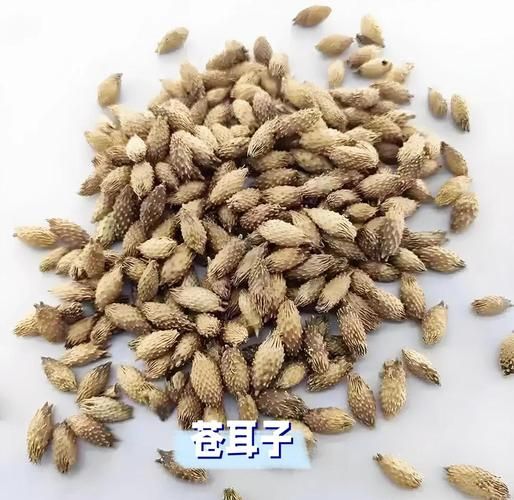 苍耳子能治鼻炎吗_苍耳子怎么服用效果最好-第1张图片-山城妙识