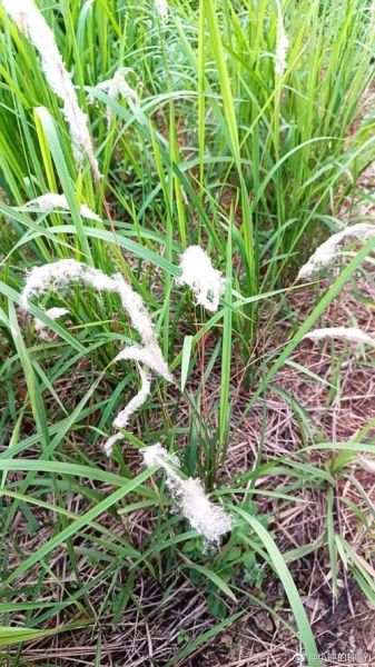 白茅根长什么样_白茅根的功效与作用-第2张图片-山城妙识