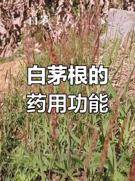 白茅根长什么样_白茅根的功效与作用-第1张图片-山城妙识