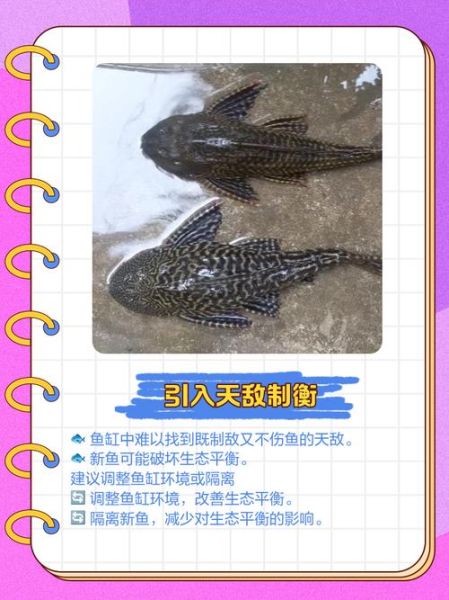 清道夫鱼能吃吗_清道夫鱼怎么吃-第1张图片-山城妙识