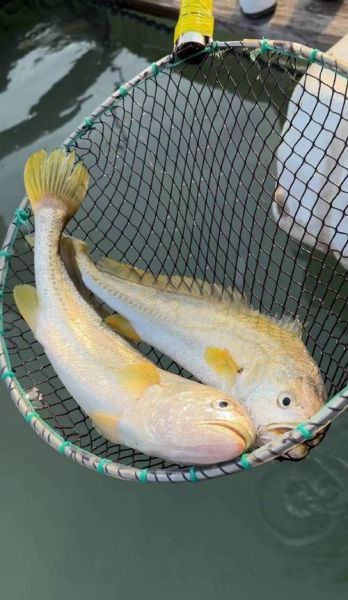 大黄鱼是海鱼还是淡水鱼_大黄鱼生长环境揭秘-第3张图片-山城妙识