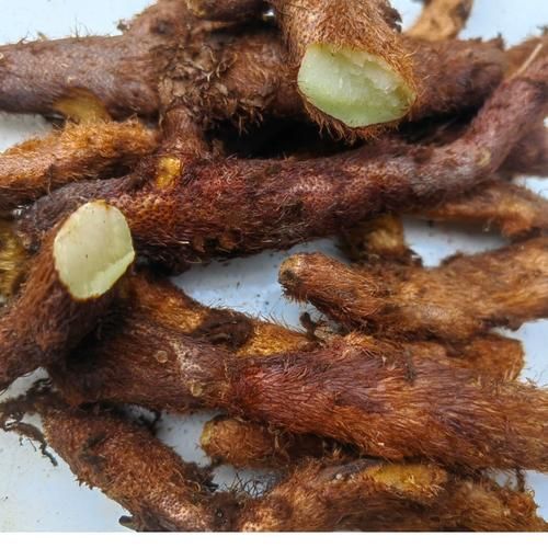 毛姜别名叫什么_毛姜与生姜区别-第2张图片-山城妙识