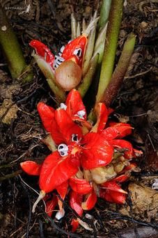 毛姜别名叫什么_毛姜与生姜区别-第3张图片-山城妙识