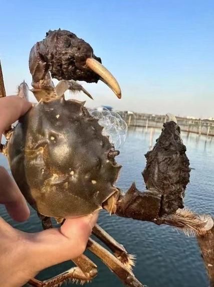 阳澄湖在哪里_阳澄湖属于哪个城市-第3张图片-山城妙识