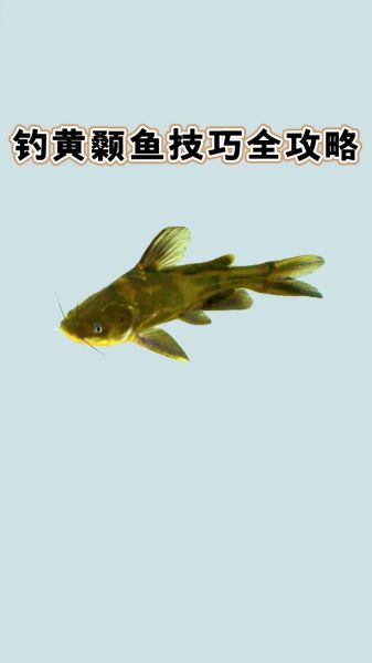 黄颡鱼怎么养_黄颡鱼吃什么长得快-第1张图片-山城妙识 黄颡鱼怎么养_黄颡鱼吃什么长得快-第1张图片-山城妙识