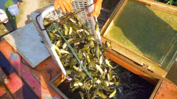 黄颡鱼怎么养_黄颡鱼吃什么长得快-第3张图片-山城妙识 黄颡鱼怎么养_黄颡鱼吃什么长得快-第3张图片-山城妙识