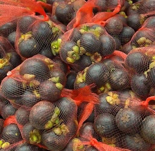 山竹产地中国在哪里_中国山竹主产区分布-第2张图片-山城妙识 山竹产地中国在哪里_中国山竹主产区分布-第2张图片-山城妙识