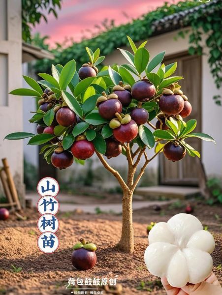 山竹产地中国在哪里_中国山竹主产区分布-第3张图片-山城妙识 山竹产地中国在哪里_中国山竹主产区分布-第3张图片-山城妙识