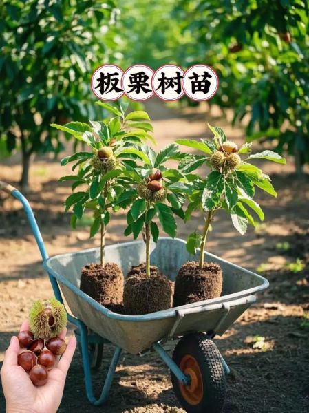 板栗树怎么种植_板栗树种植时间和方法-第3张图片-山城妙识