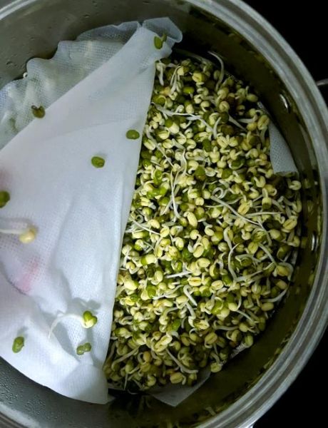 怎么生豆芽_在家生豆芽的方法-第1张图片-山城妙识 怎么生豆芽_在家生豆芽的方法-第1张图片-山城妙识