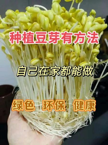 怎么生豆芽_在家生豆芽的方法-第2张图片-山城妙识 怎么生豆芽_在家生豆芽的方法-第2张图片-山城妙识