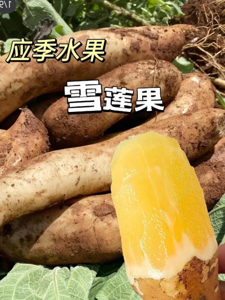 雪莲果和红薯的区别_哪个更适合减肥-第2张图片-山城妙识