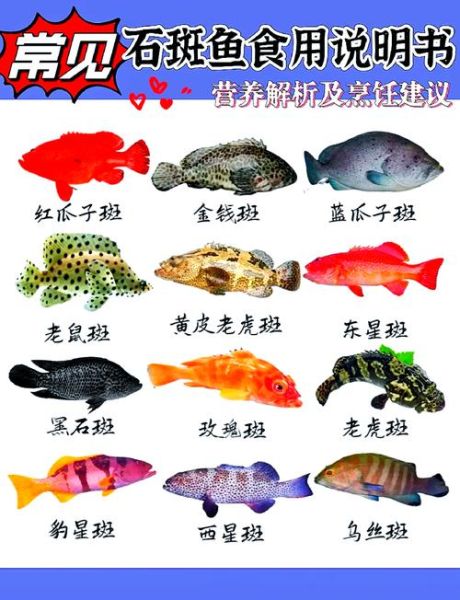 石斑鱼有哪些常见种类_如何区分石斑鱼品种-第1张图片-山城妙识