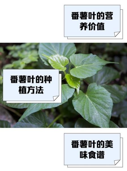 番薯叶吃多了的危害_番薯叶吃多了会中毒吗-第3张图片-山城妙识 番薯叶吃多了的危害_番薯叶吃多了会中毒吗-第3张图片-山城妙识