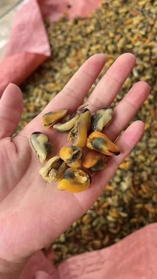 淡菜干汤怎么煲_淡菜干汤的做法大全集-第2张图片-山城妙识