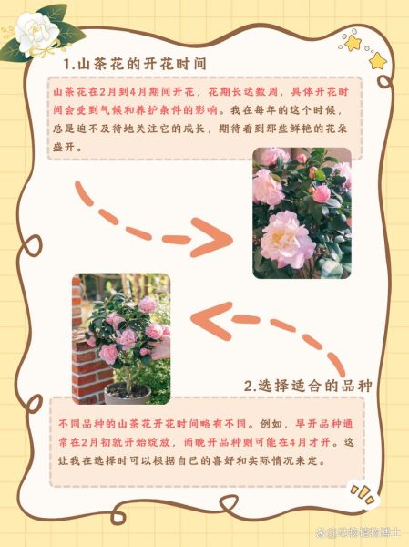 山茶花怎么养_山茶花什么时候开花-第1张图片-山城妙识