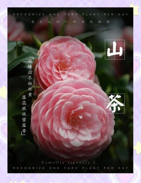 山茶花怎么养_山茶花什么时候开花-第3张图片-山城妙识