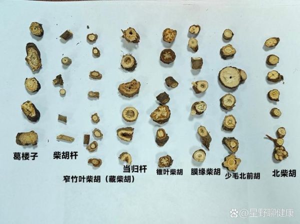 柴胡图片全图_如何辨别真假-第1张图片-山城妙识 柴胡图片全图_如何辨别真假-第1张图片-山城妙识