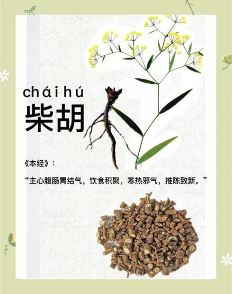 柴胡图片全图_如何辨别真假-第3张图片-山城妙识 柴胡图片全图_如何辨别真假-第3张图片-山城妙识