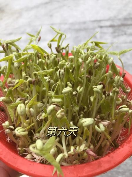 绿豆芽发芽全过程_绿豆芽发芽观察日记怎么写-第2张图片-山城妙识 绿豆芽发芽全过程_绿豆芽发芽观察日记怎么写-第2张图片-山城妙识