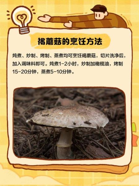 褐菇和香菇的区别_褐菇和香菇哪个营养更高-第3张图片-山城妙识