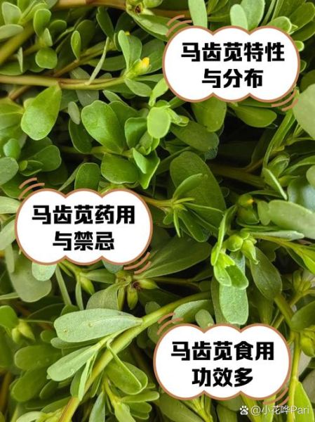 马齿苋长什么样_马齿苋的叶子和茎怎么区分-第2张图片-山城妙识