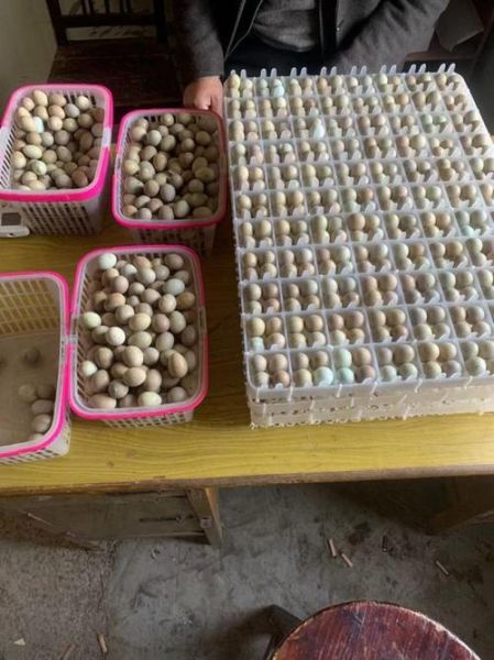 芦丁鸡蛋多少钱一斤_芦丁鸡蛋价格影响因素-第3张图片-山城妙识