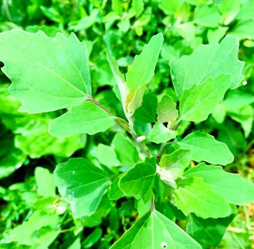 灰菜长什么样_灰菜可以吃吗-第2张图片-山城妙识