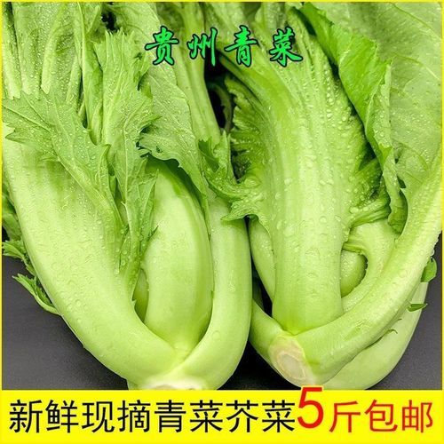 盖菜长什么样子_盖菜和芥菜的区别-第3张图片-山城妙识 盖菜长什么样子_盖菜和芥菜的区别-第3张图片-山城妙识