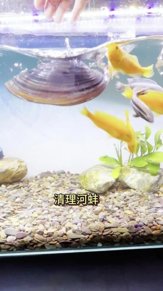 河蚌怎么清洗才干净_河蚌内脏清理步骤-第2张图片-山城妙识