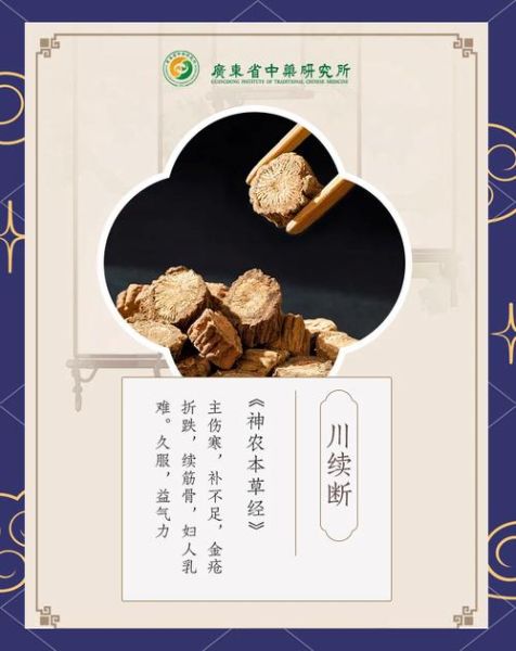 川断功效作用与主治_川断补肾壮阳效果好吗-第1张图片-山城妙识