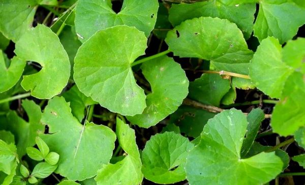 马蹄菜又叫什么名字_马蹄菜的功效与作用-第1张图片-山城妙识