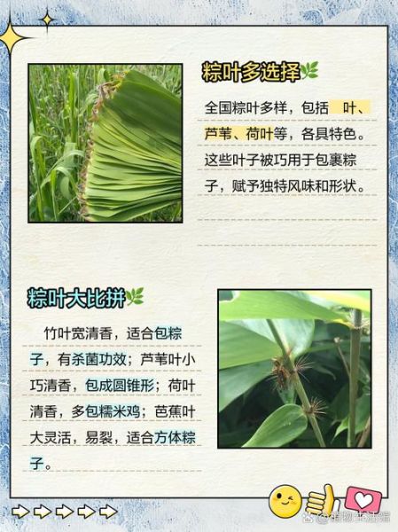 四川包粽子的叶子叫什么_粽叶种类与挑选技巧-第2张图片-山城妙识
