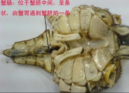 螃蟹内脏图解高清_哪些部位不能吃-第3张图片-山城妙识