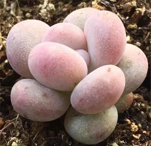 橙雪球和汤圆的区别_橙雪球是汤圆吗-第1张图片-山城妙识 橙雪球和汤圆的区别_橙雪球是汤圆吗-第1张图片-山城妙识