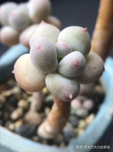 橙雪球和汤圆的区别_橙雪球是汤圆吗-第3张图片-山城妙识 橙雪球和汤圆的区别_橙雪球是汤圆吗-第3张图片-山城妙识