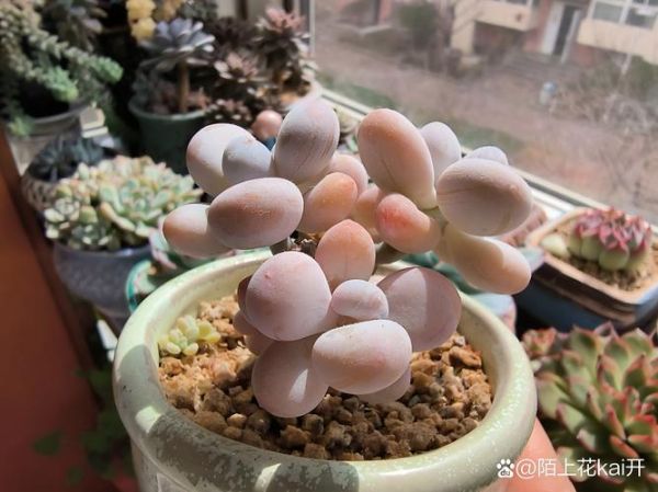 橙雪球和汤圆的区别_橙雪球是汤圆吗-第2张图片-山城妙识 橙雪球和汤圆的区别_橙雪球是汤圆吗-第2张图片-山城妙识