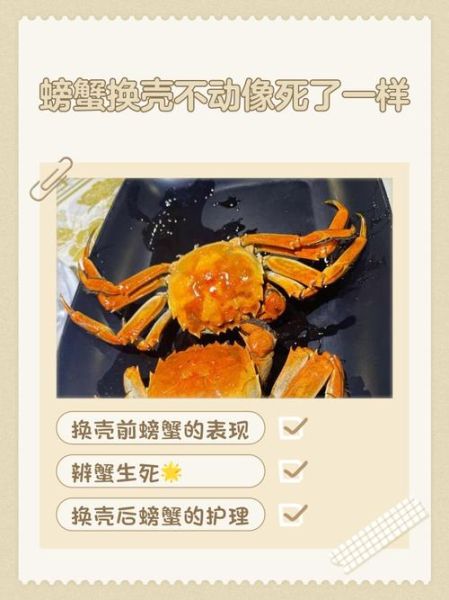 死了一天的螃蟹能吃吗_如何判断螃蟹新鲜度-第2张图片-山城妙识