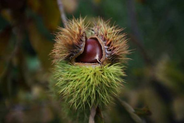 栗子树图片怎么拍_栗子树图片高清素材哪里找-第2张图片-山城妙识 栗子树图片怎么拍_栗子树图片高清素材哪里找-第2张图片-山城妙识