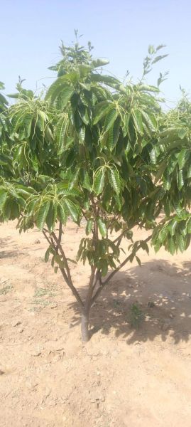 栗子树图片怎么拍_栗子树图片高清素材哪里找-第1张图片-山城妙识 栗子树图片怎么拍_栗子树图片高清素材哪里找-第1张图片-山城妙识