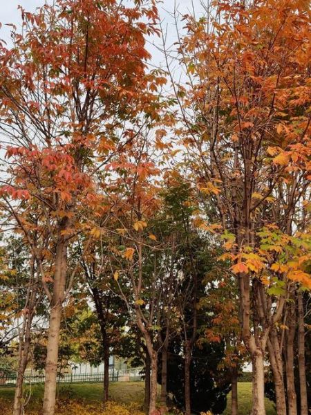 栗子树图片怎么拍_栗子树图片高清素材哪里找-第3张图片-山城妙识 栗子树图片怎么拍_栗子树图片高清素材哪里找-第3张图片-山城妙识