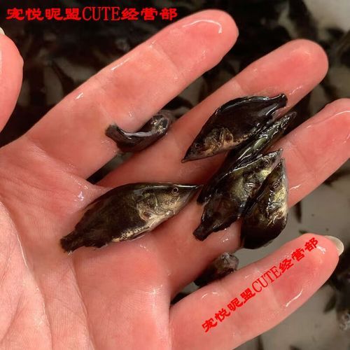 鳜鱼苗怎么养_鳜鱼苗养殖注意事项-第2张图片-山城妙识 鳜鱼苗怎么养_鳜鱼苗养殖注意事项-第2张图片-山城妙识