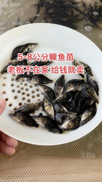 鳜鱼苗怎么养_鳜鱼苗养殖注意事项-第1张图片-山城妙识 鳜鱼苗怎么养_鳜鱼苗养殖注意事项-第1张图片-山城妙识