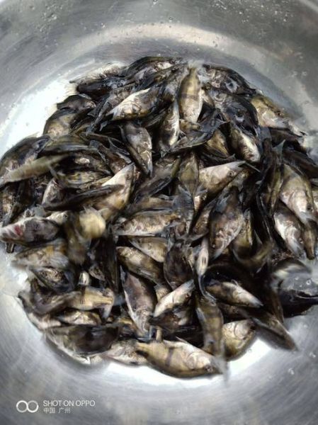 鳜鱼苗怎么养_鳜鱼苗养殖注意事项-第3张图片-山城妙识 鳜鱼苗怎么养_鳜鱼苗养殖注意事项-第3张图片-山城妙识